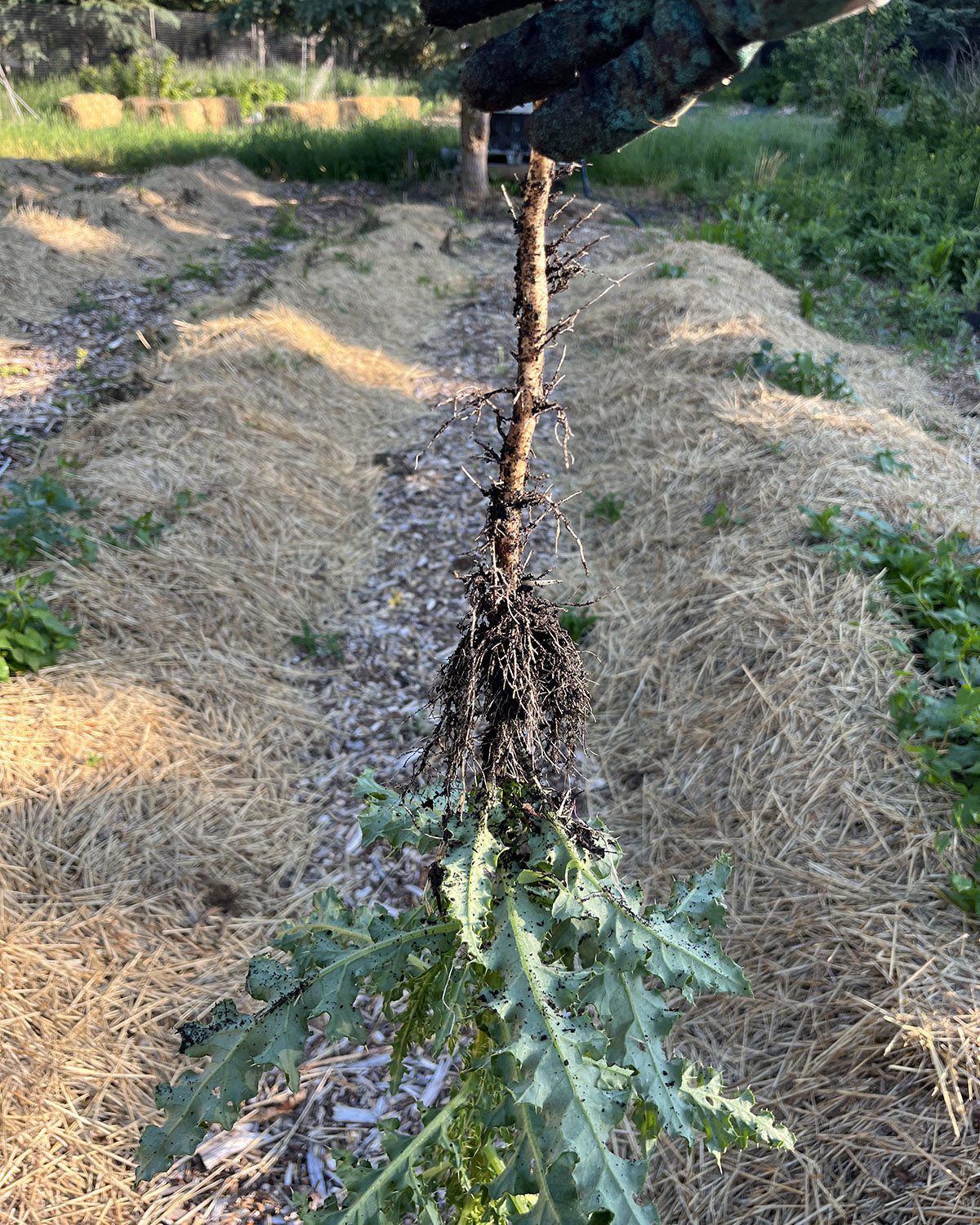 Rossdale Farms | Weeds in no till gardening » Rossdale Farm